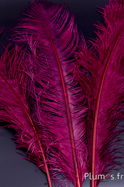 Plume d'autruche 50-65 cm de longueur - Plumes Plumes - Plumes.fr