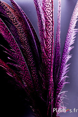 plumes de faisan doré - Plumes Plumes - Plumes.fr