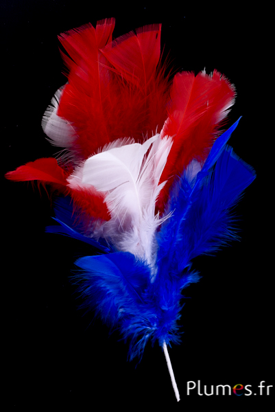Plumes Evénements - Plumes.fr